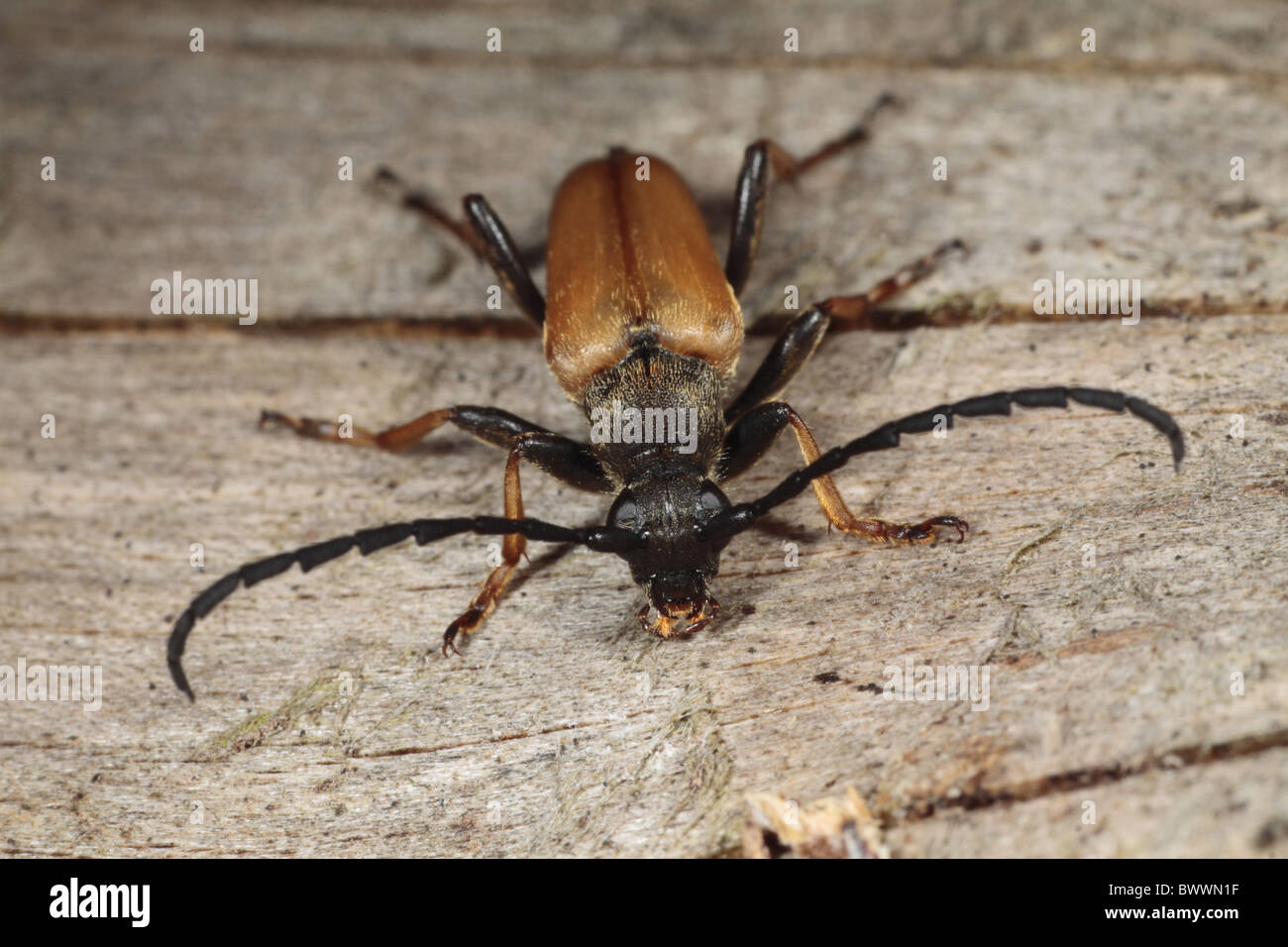stictoleptura rubra longhorn red insect bug nature natural wild ...