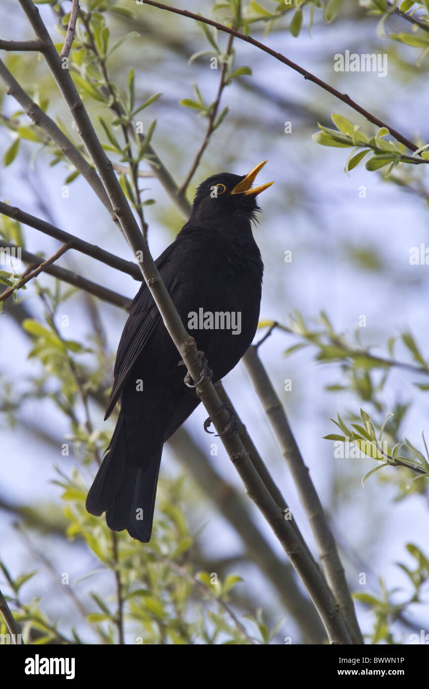 Blackbird male singing Stock Photo - Alamy