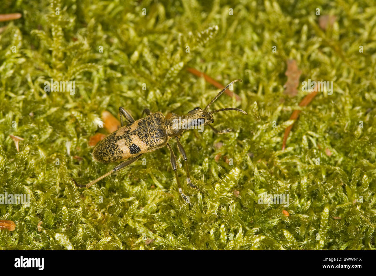 invertebrate invertebrates animal animals insect insects beetle beetles ...