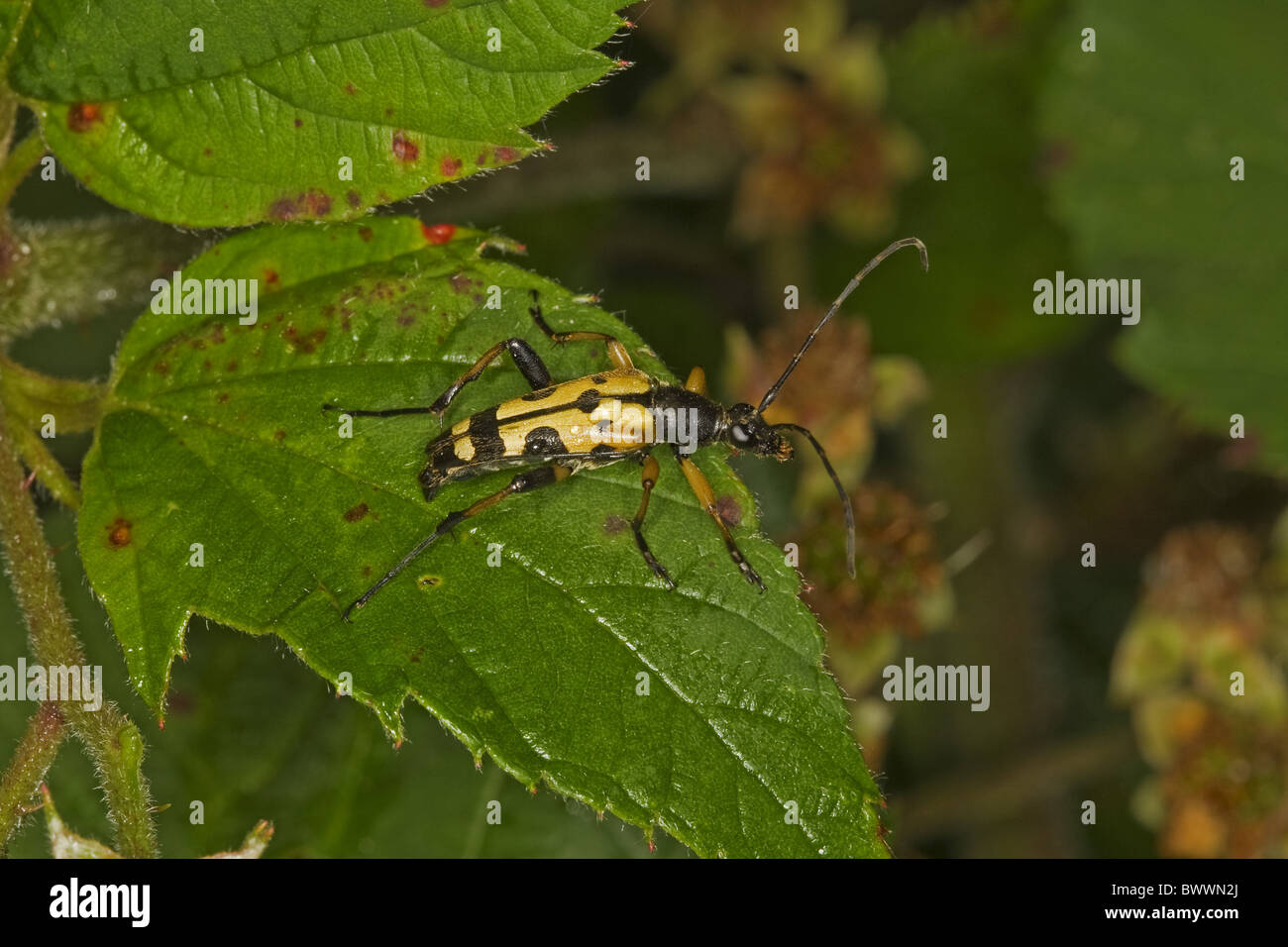 invertebrate invertebrates animal animals insect insects beetle beetles ...