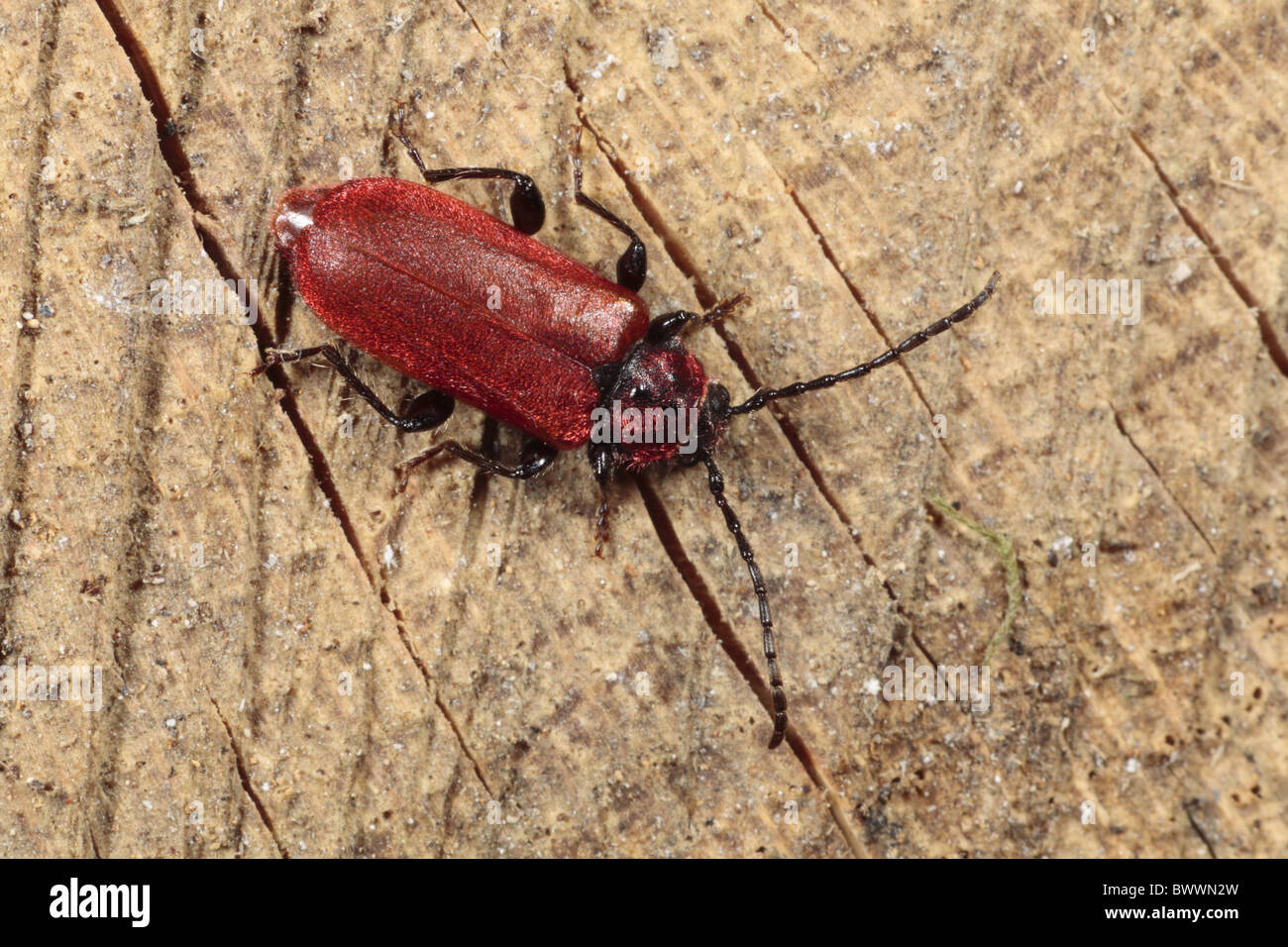 beetle insect bug nature natural wild wildlife environment ...