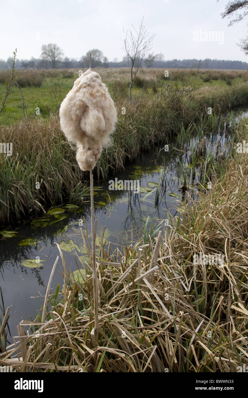 Great reedmace growing by water channel Stock Photo - Alamy