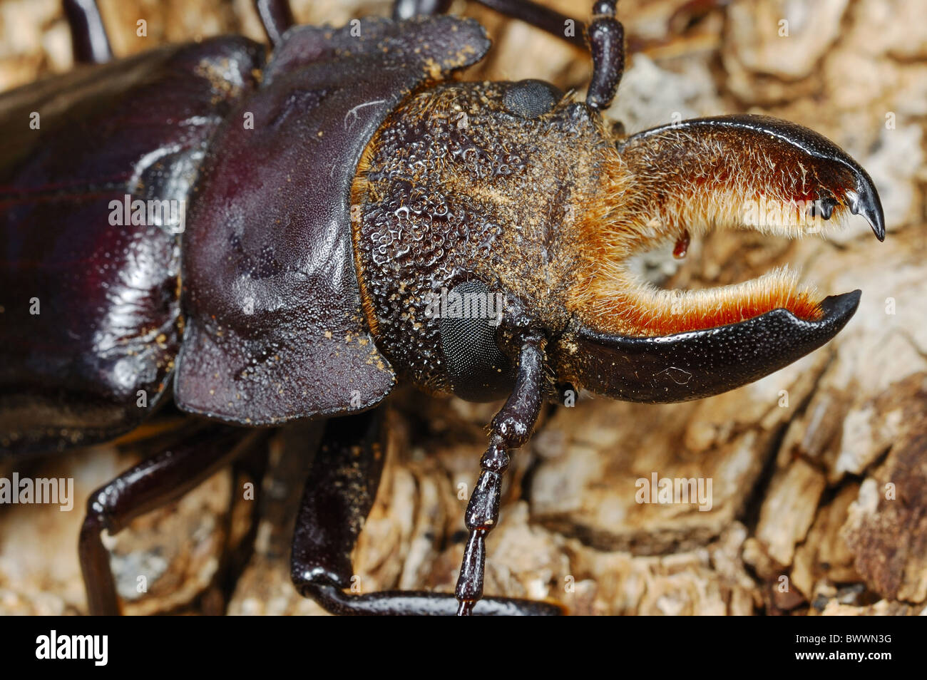 insect Mallodon arabicum portrait Socotra Yemen invertebrate ...