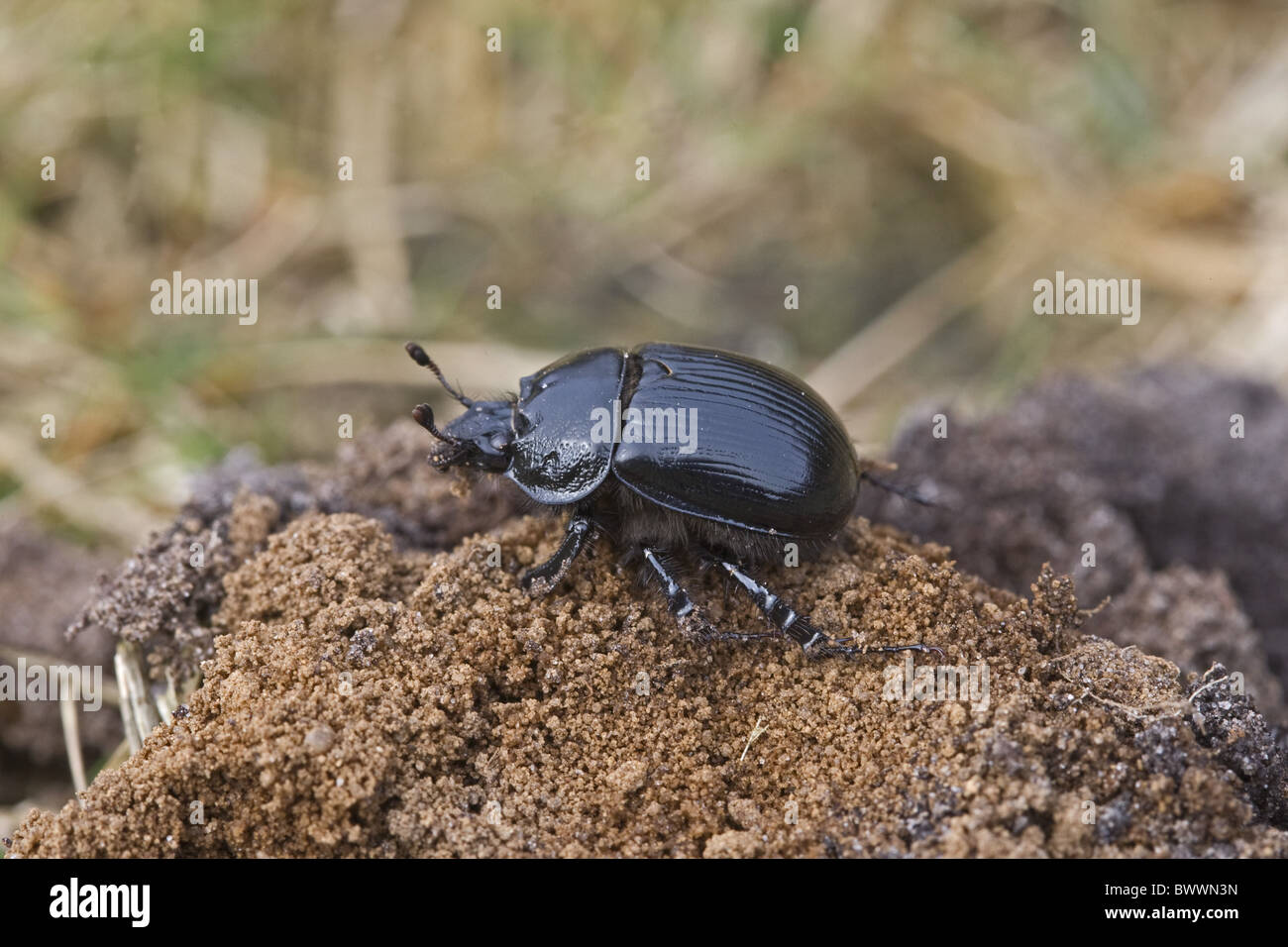 Minotaur Beetle Typhaeus typhoeus adult female Stock Photo - Alamy