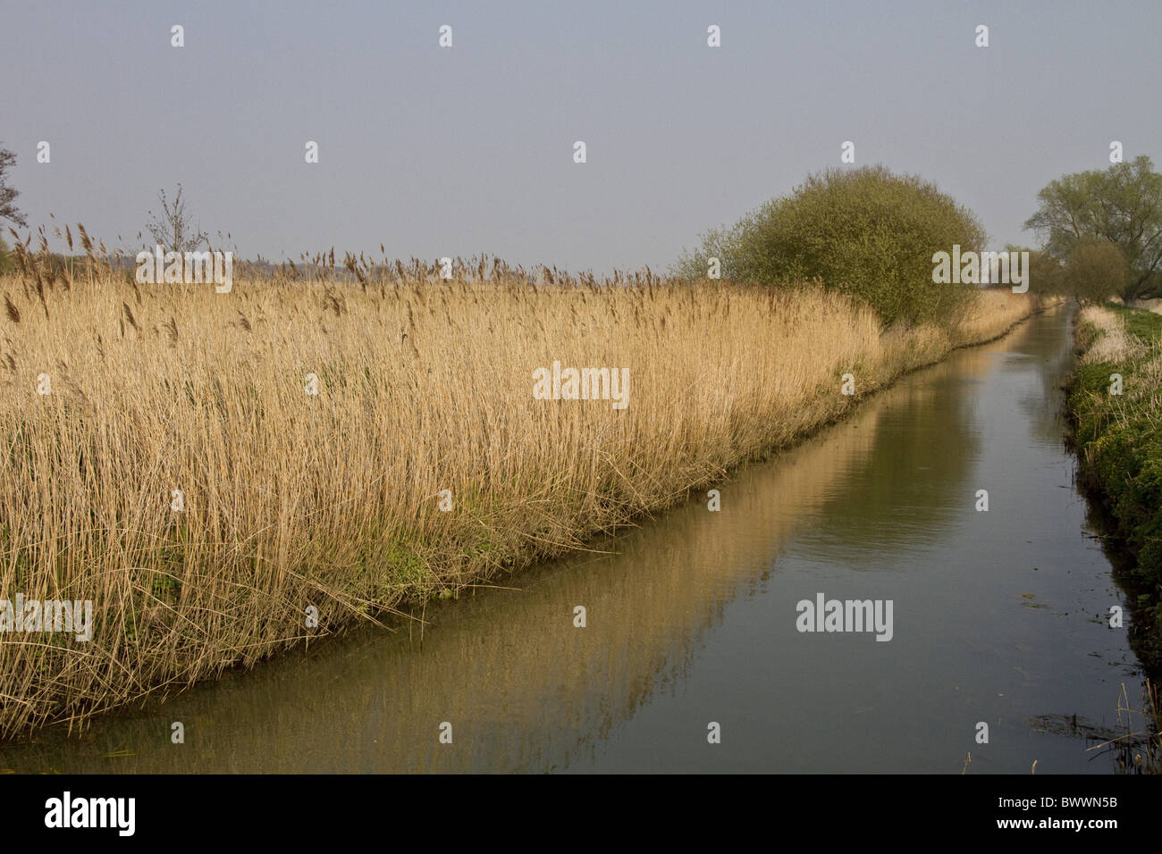 Suffolk common hi-res stock photography and images - Alamy