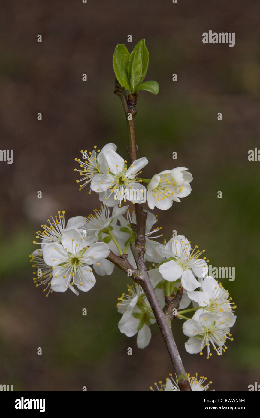 Prunus domestica opal spring flower Stock Photo - Alamy