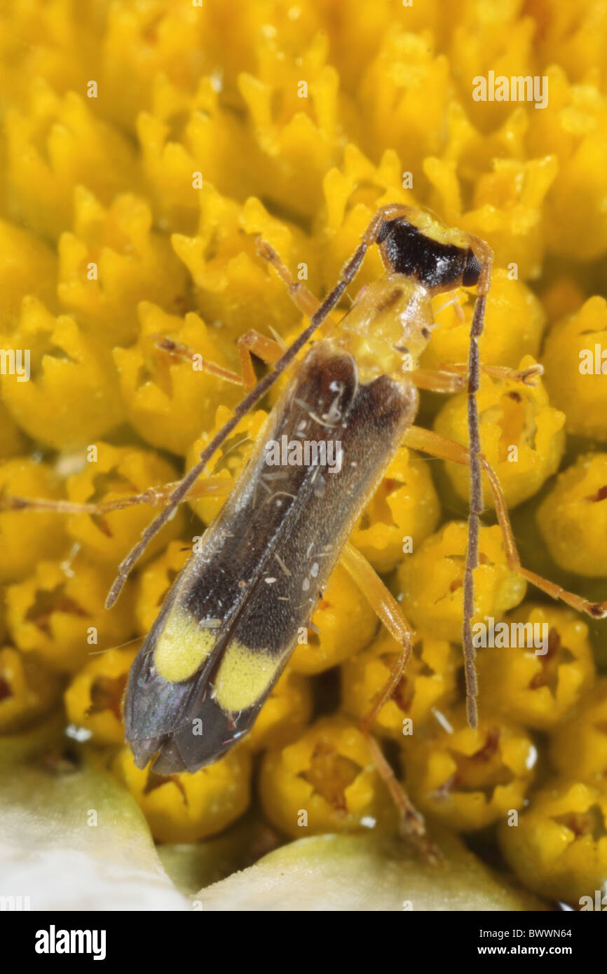 Malthodes minimus hi-res stock photography and images - Alamy