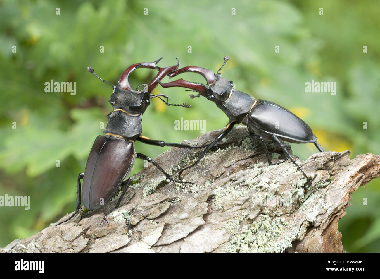 Stag Beetle Lucanus cervus two adult males Stock Photo - Alamy
