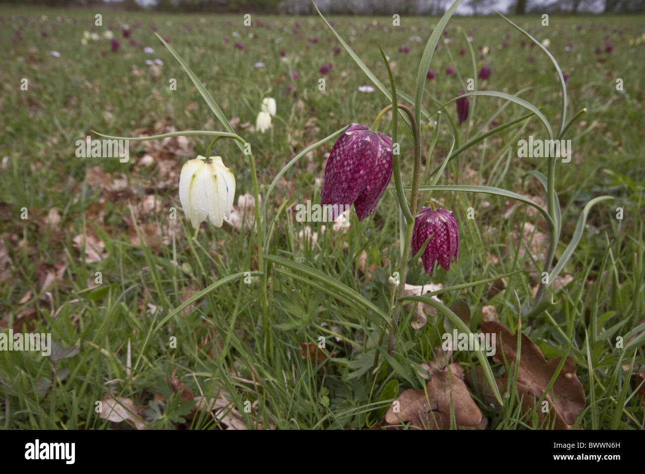 Verities hi-res stock photography and images - Alamy