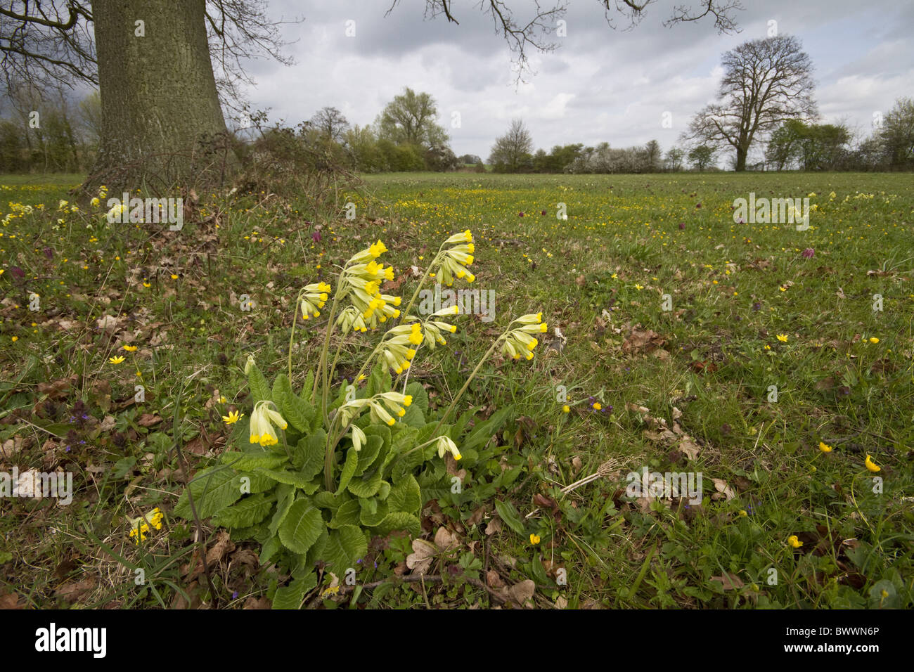 Cowslips in Mickfield meadow Stock Photo - Alamy