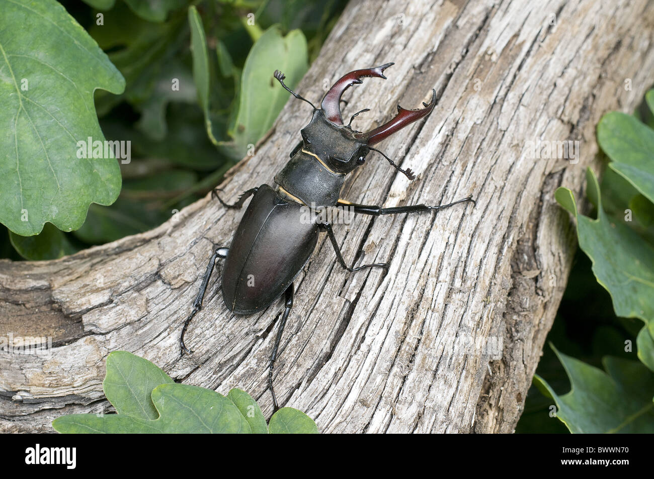 Stag Beetle Lucanus cervus adult male resting oak Stock Photo - Alamy