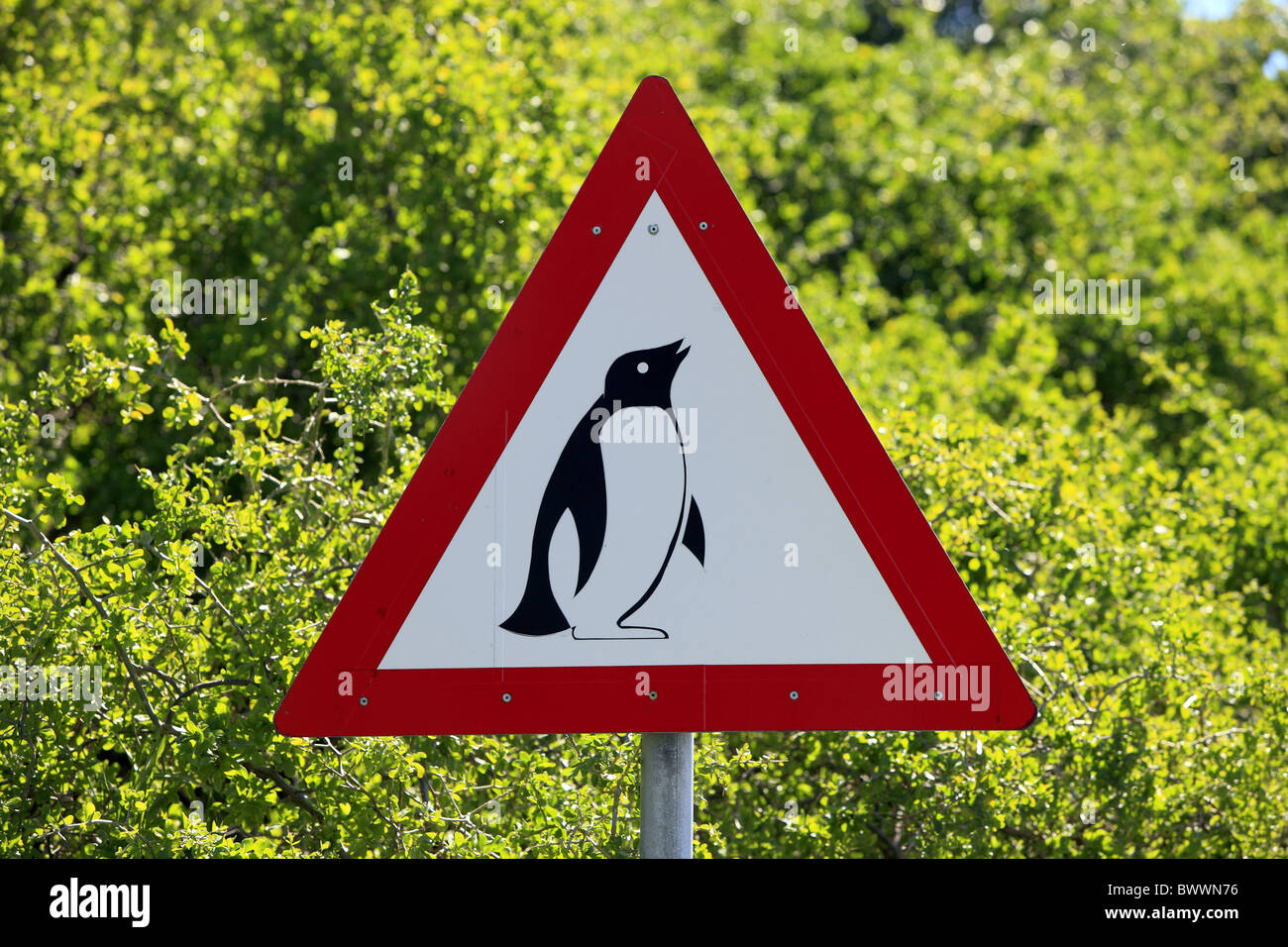 Jackass Penguin (Spheniscus demersus) traffic sign at beach, Boulders ...