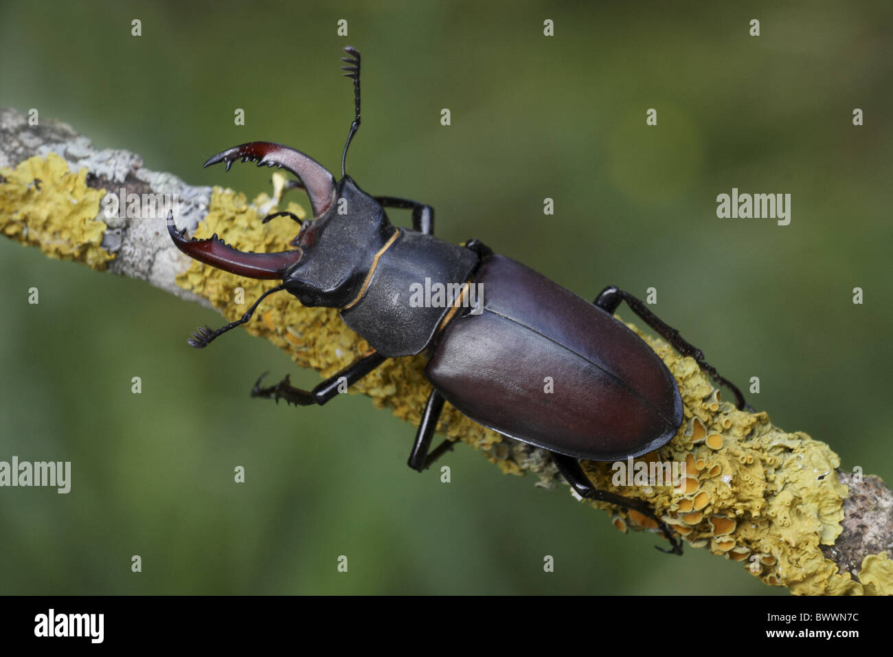 Stag Beetle Lucanus cervus adult male lichen Stock Photo - Alamy