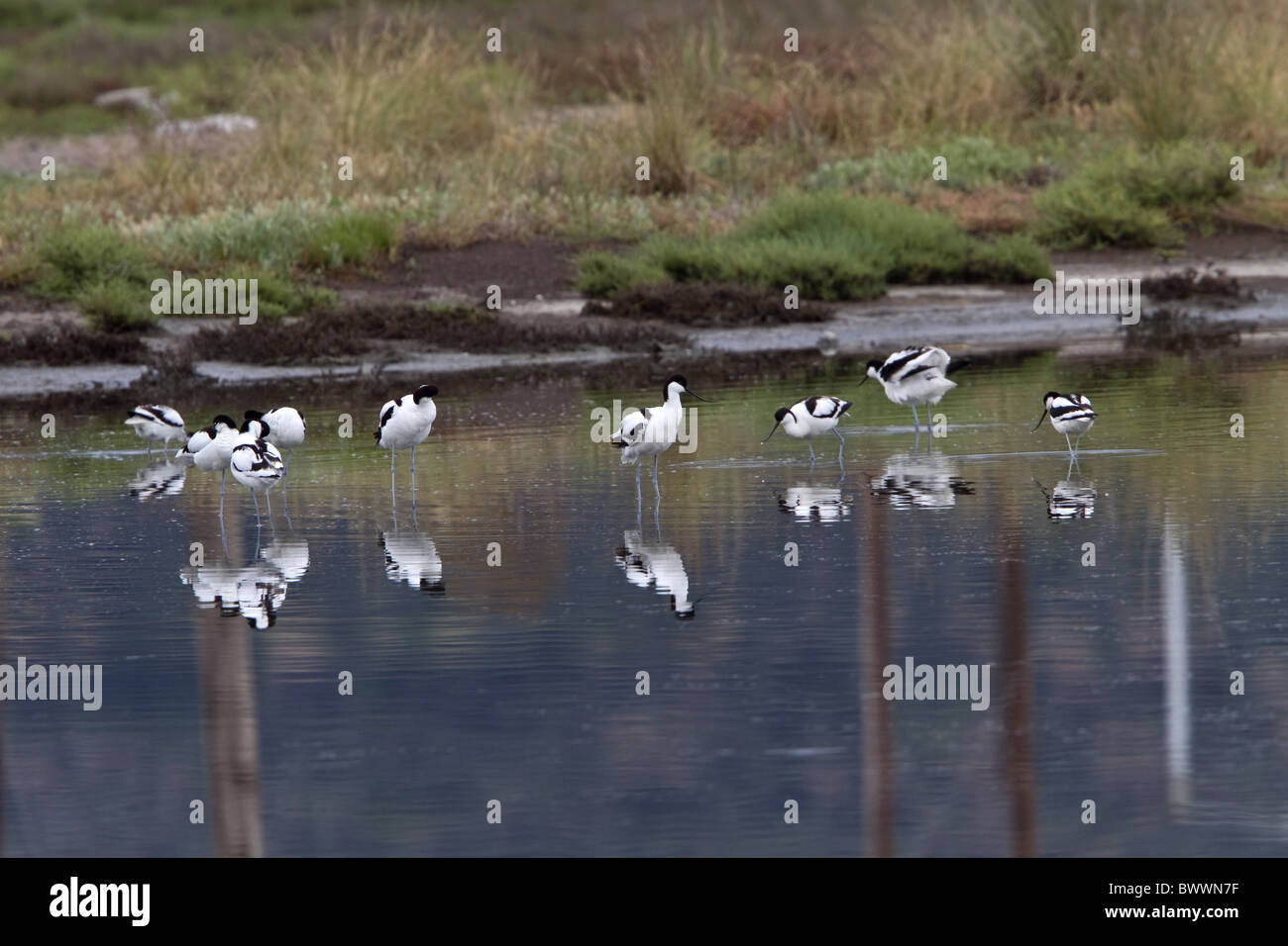 flock of avocets Stock Photo - Alamy
