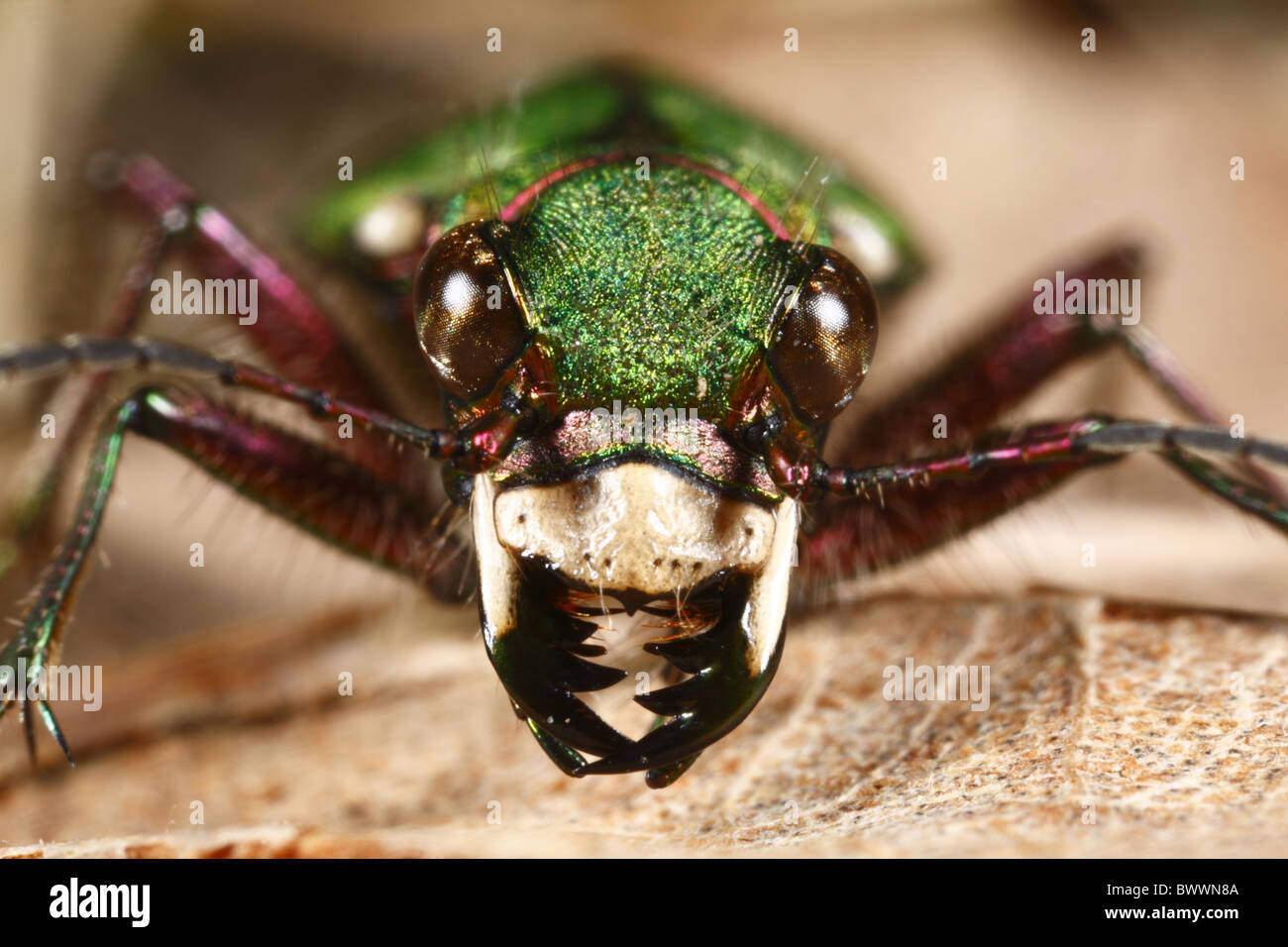 insect bug beetle nature natural wild wildlife environment ...