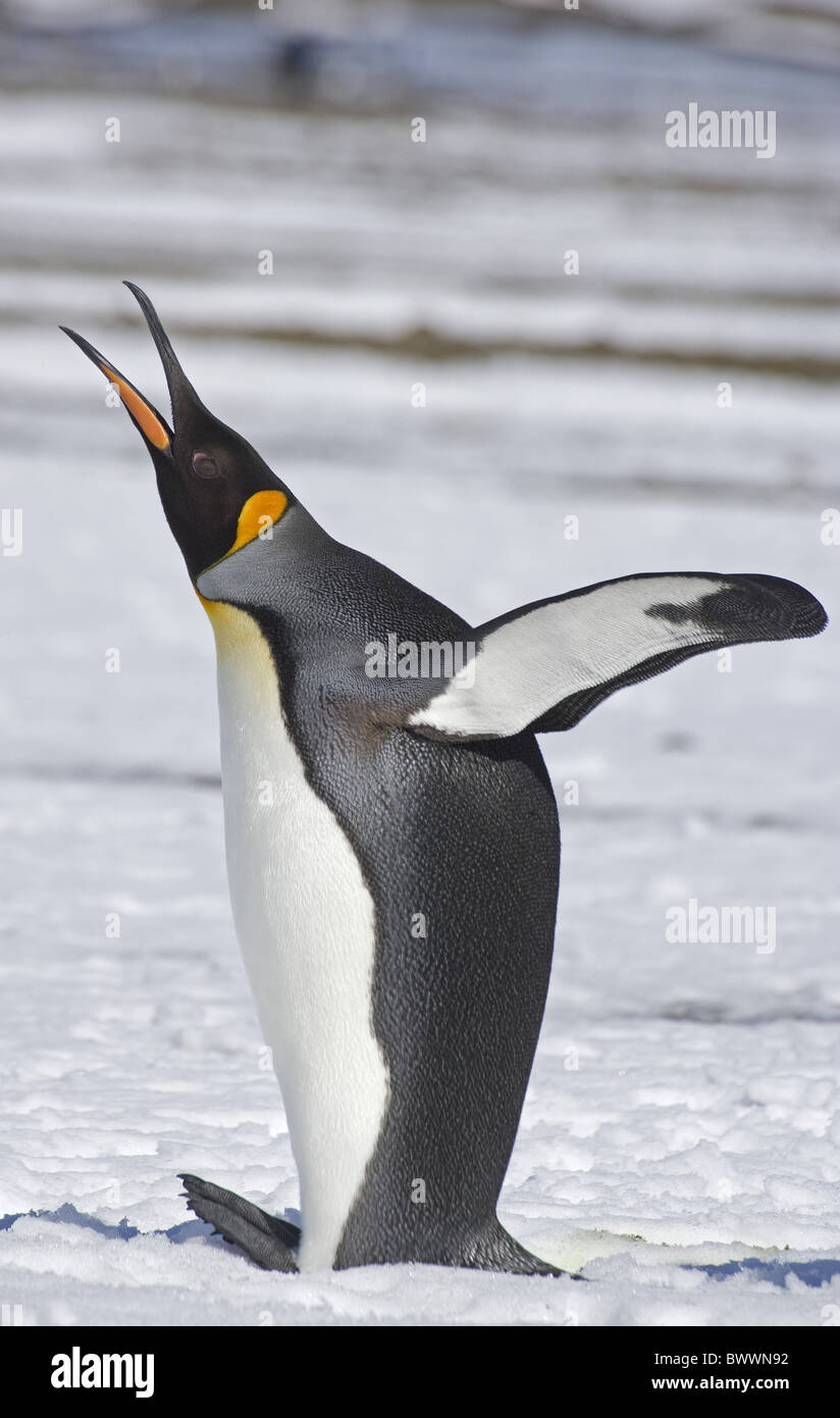 Emperor Penguin Wings Emperor Penguin Wing Stock Photos Page 1