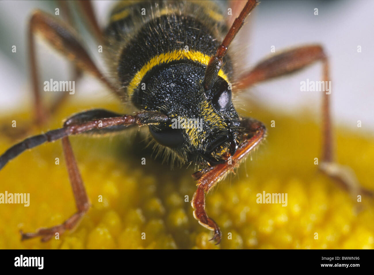 Clytis arietis wasp beetle black yellow mimic insect bug nature natural ...