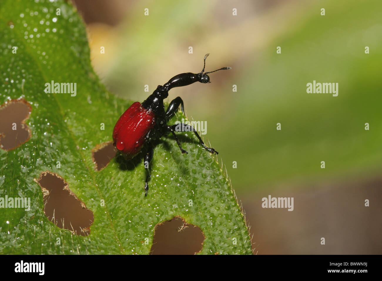 invertebrate invertebrates animal animals insect insects beetle beetles ...