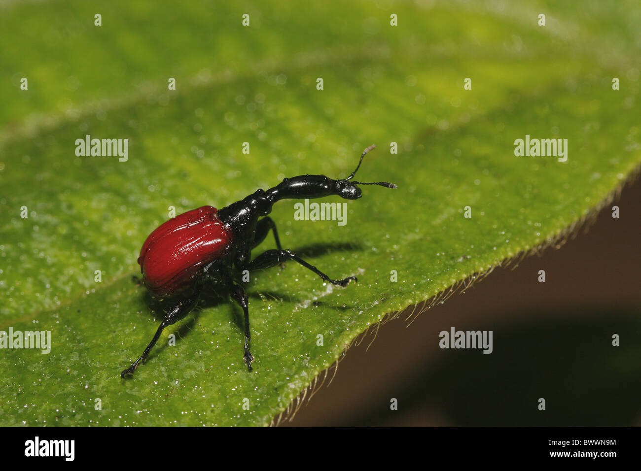 invertebrate invertebrates animal animals insect insects beetle beetles ...