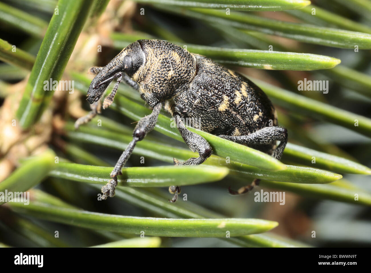Hylobius abietis pine weevil spruce sitka insect bug nature natural ...
