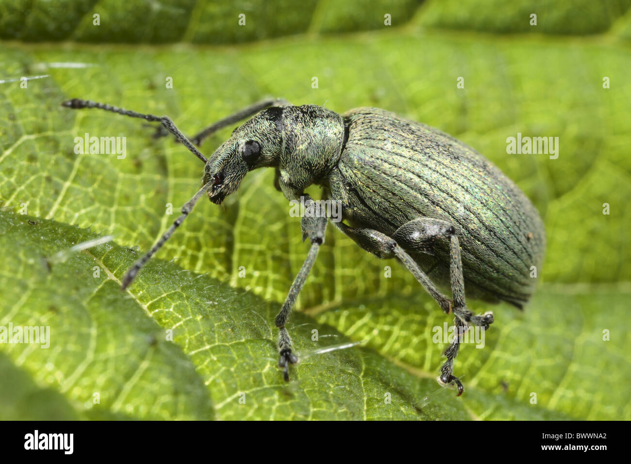 insect bug beetle nature natural wild wildlife environment ...