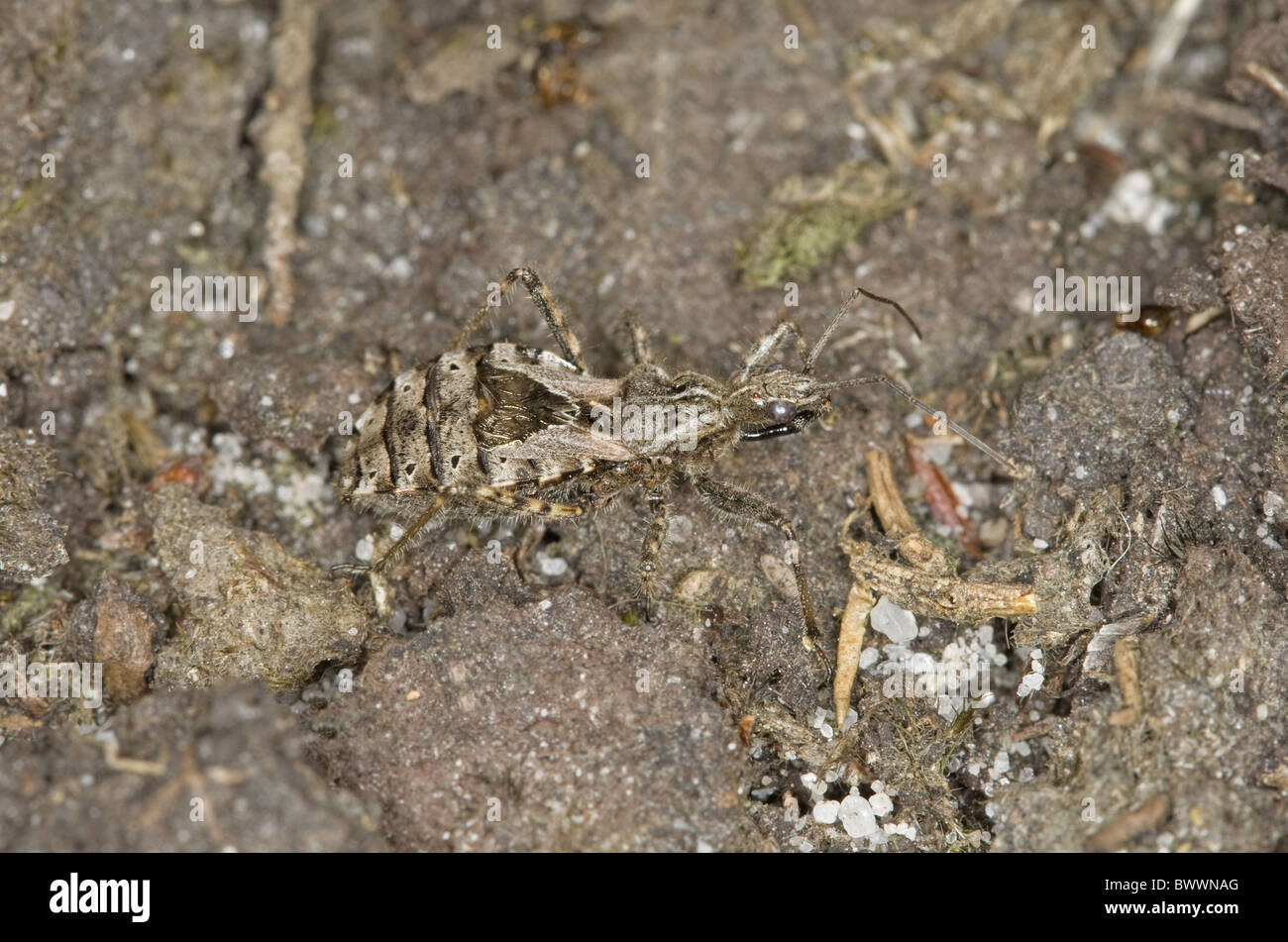 Coranus hi-res stock photography and images - Alamy