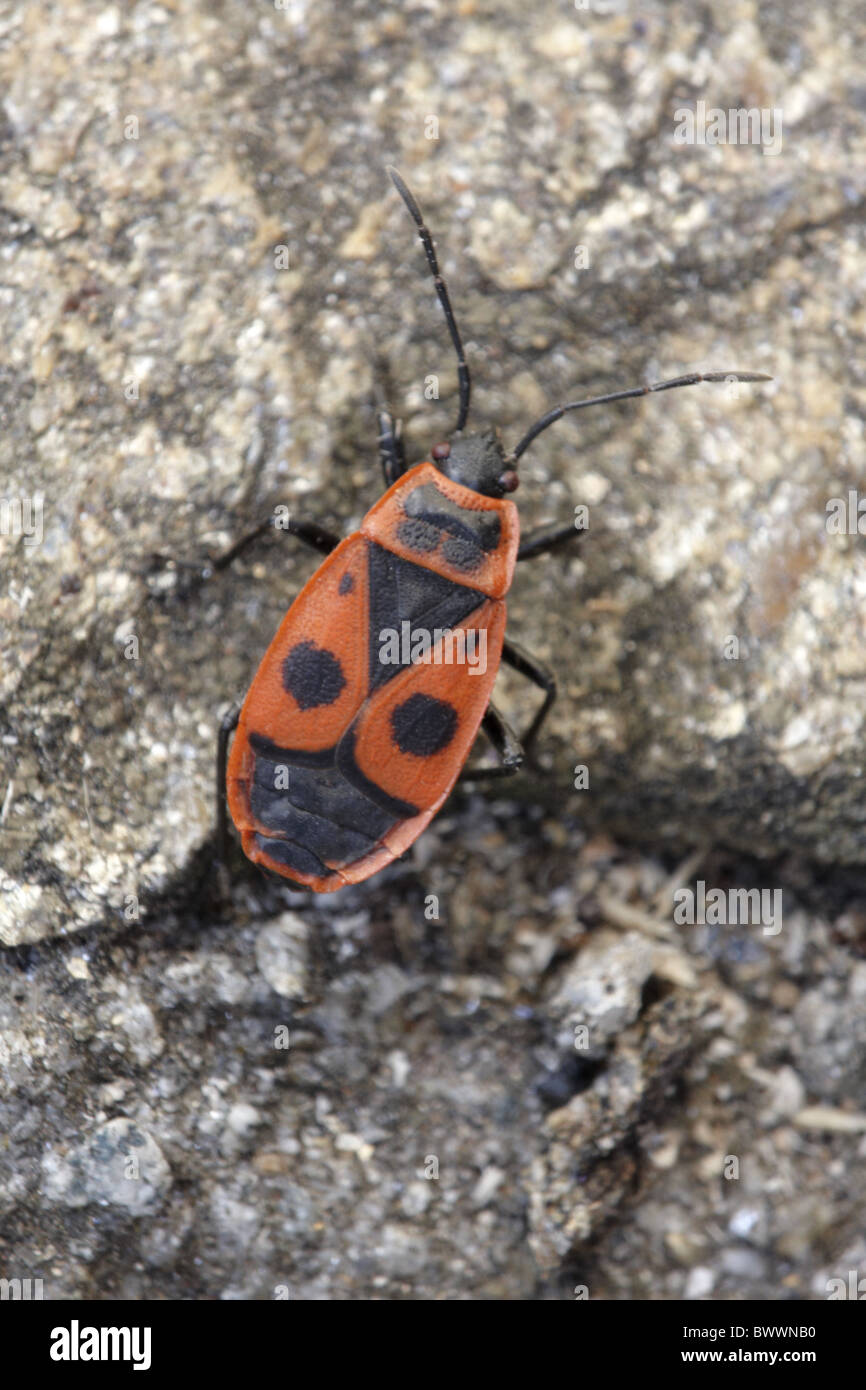 invertebrate invertebrates animal animals insect insects bug bugs ...