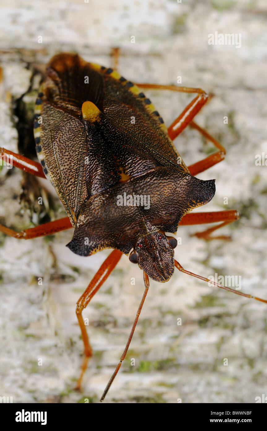 Red legged forest bugs hi-res stock photography and images - Alamy