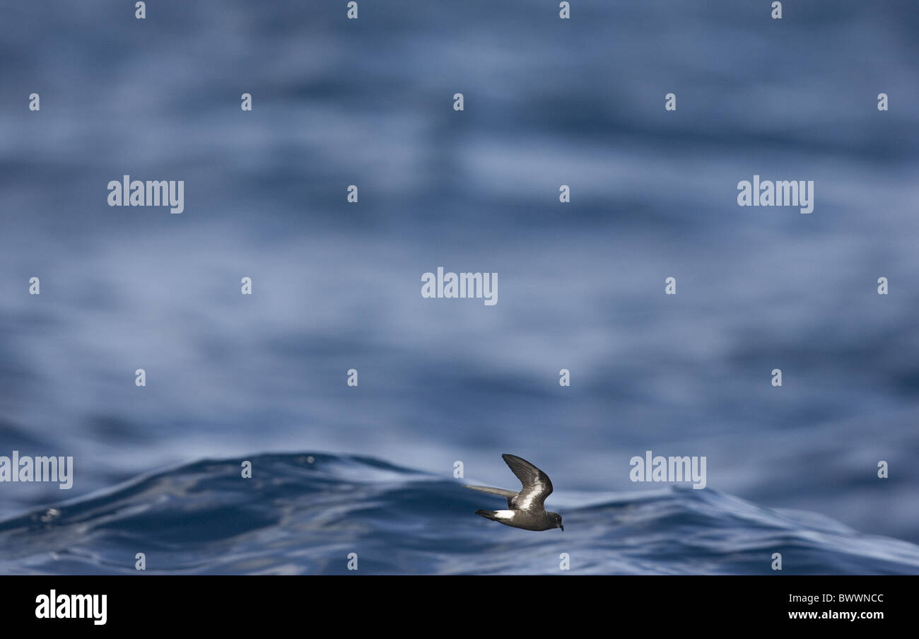 European Storm-petrel (Hydrobates pelagicus) adult, in flight over sea ...