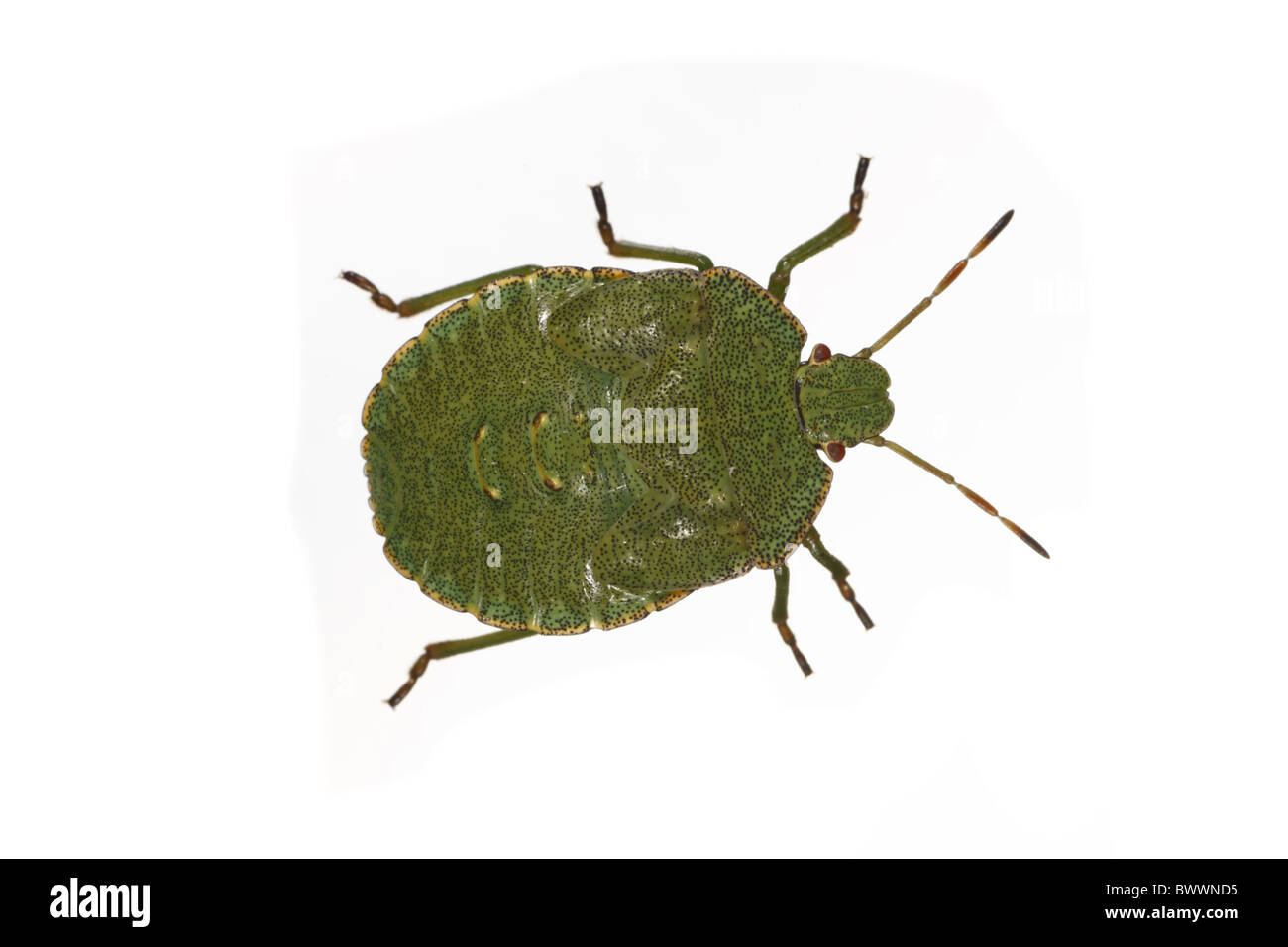 Palomena prasina common green shield shield-bug nymph insect bug nature ...