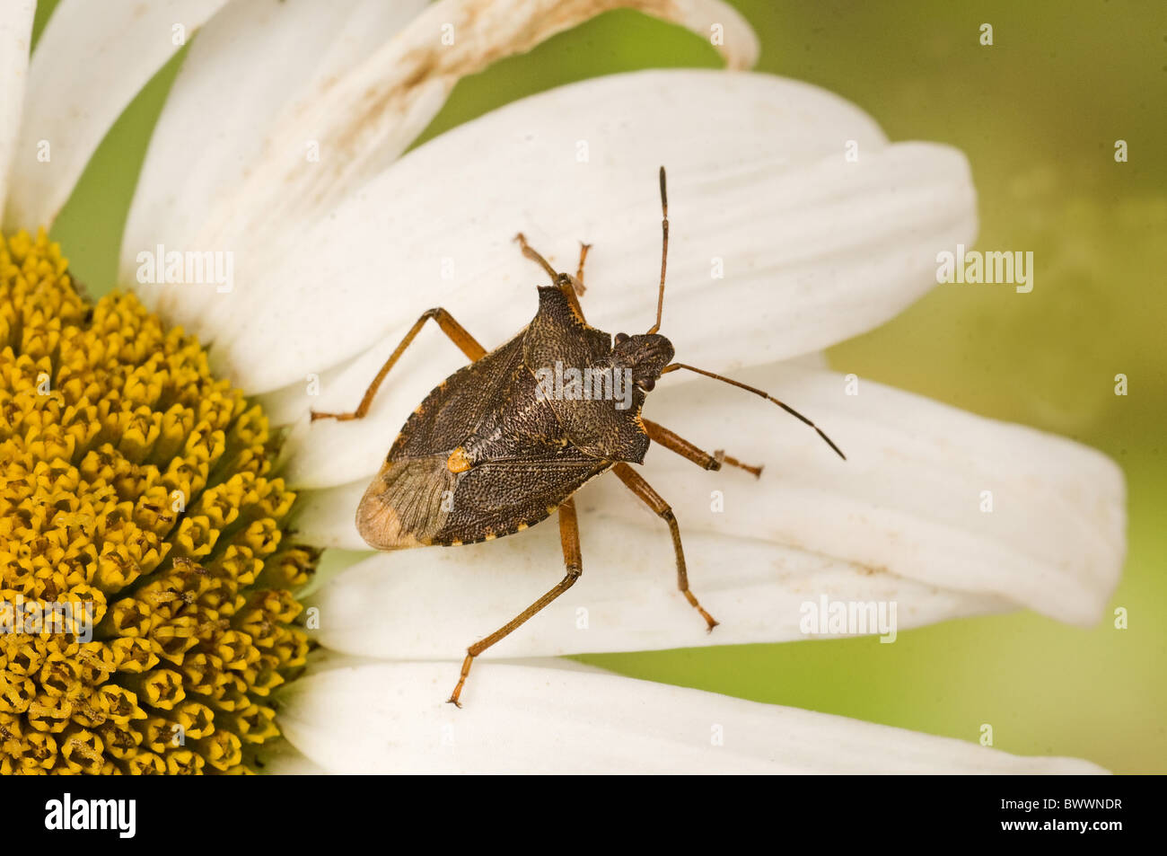 invertebrate invertebrates animal animals insect insects bug bugs ...