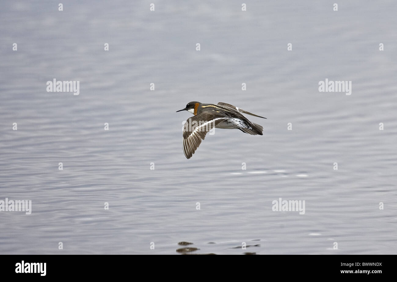 Red necked phalarope flight hi-res stock photography and images - Alamy