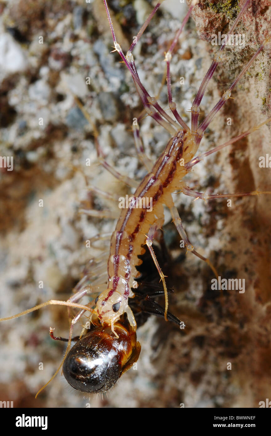 Invertebrates Italy Scutigera coleoptrata predation invertebrate ...