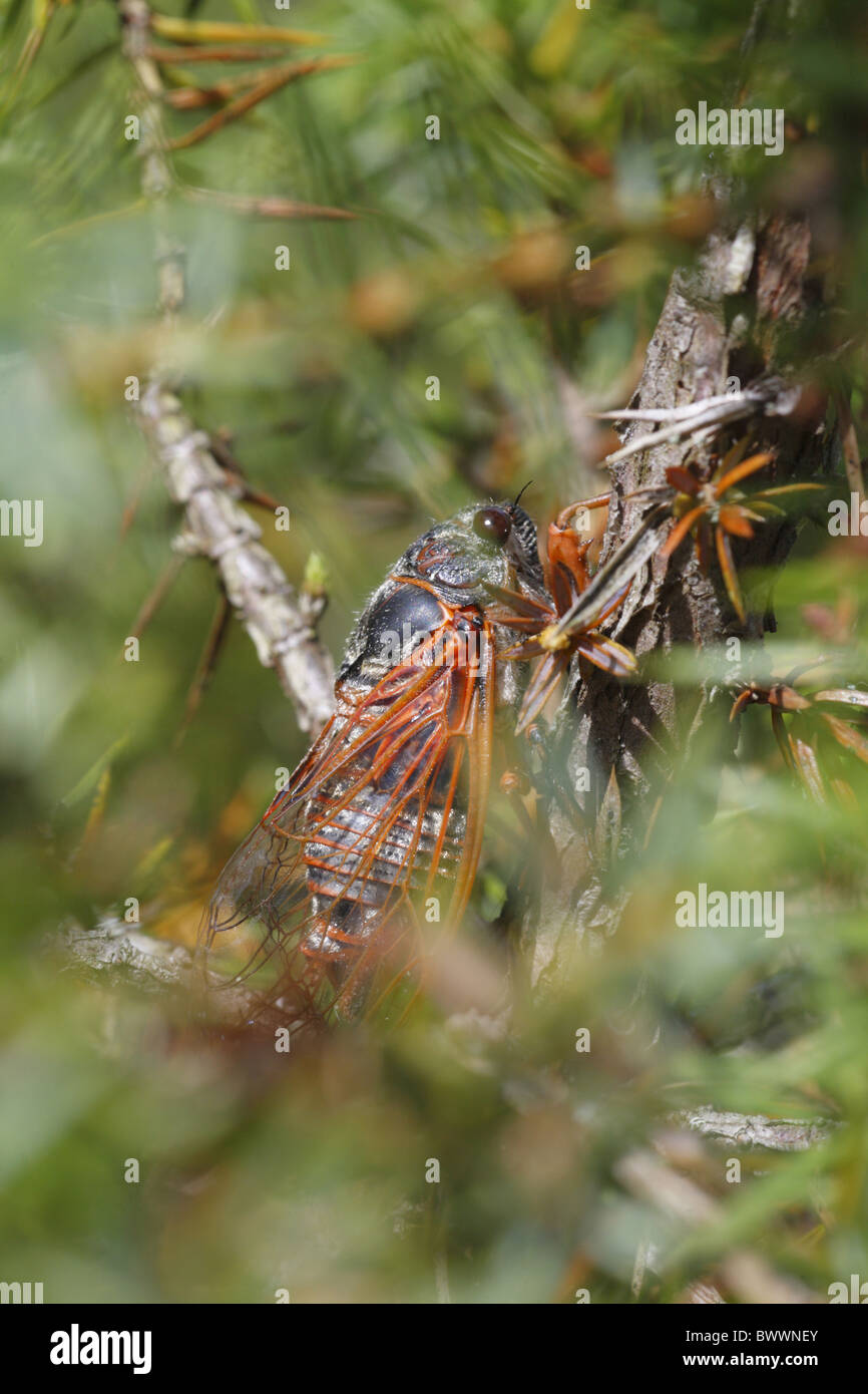 nature natural wild wildlife environment environmental europe european ...