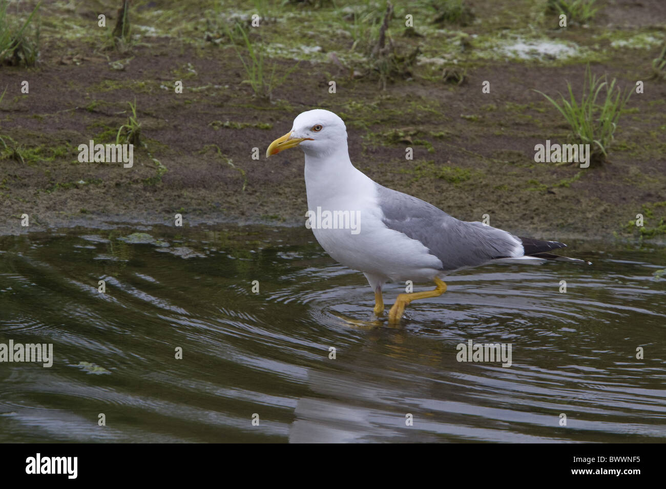 Yellow legged gull Stock Photo - Alamy
