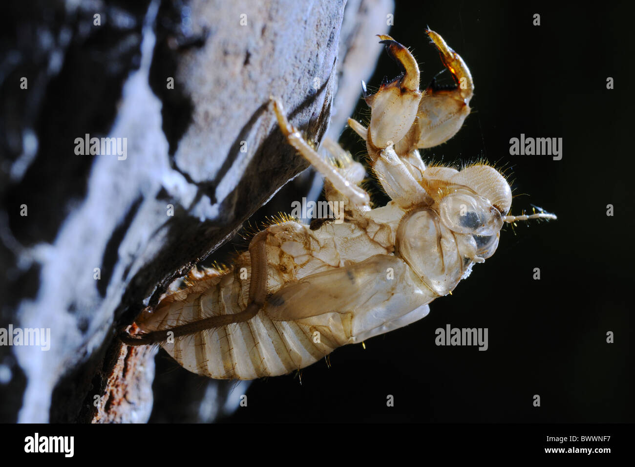 Cicada orni insect exuvia invertebrate invertebrates animal animals ...