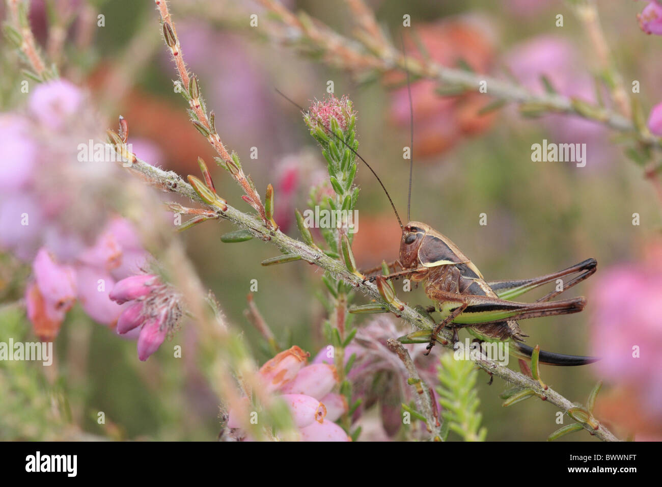 invertebrate invertebrates animal animals arthropod arthropods insect ...