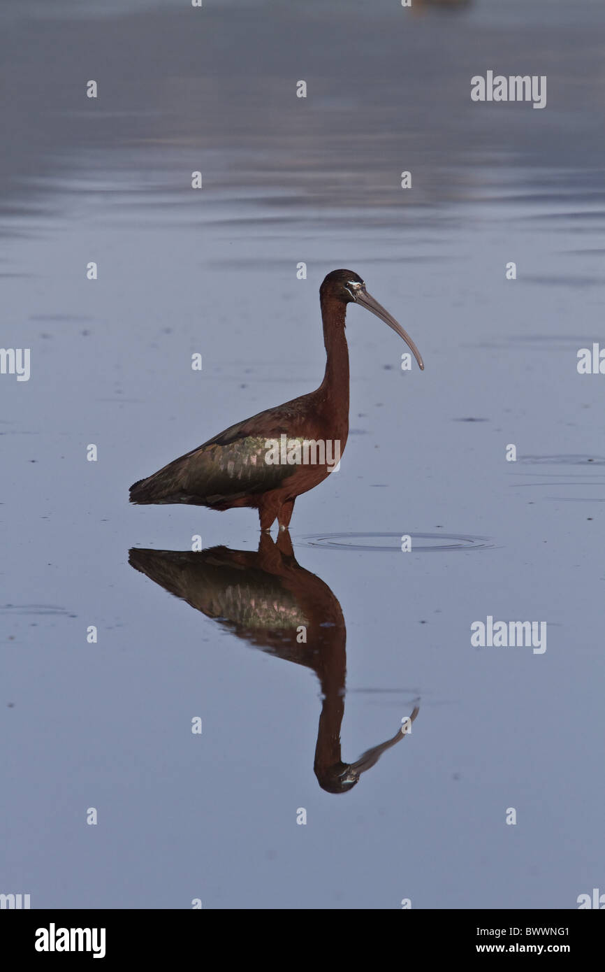 glossy ibis - lesvos greece Stock Photo - Alamy