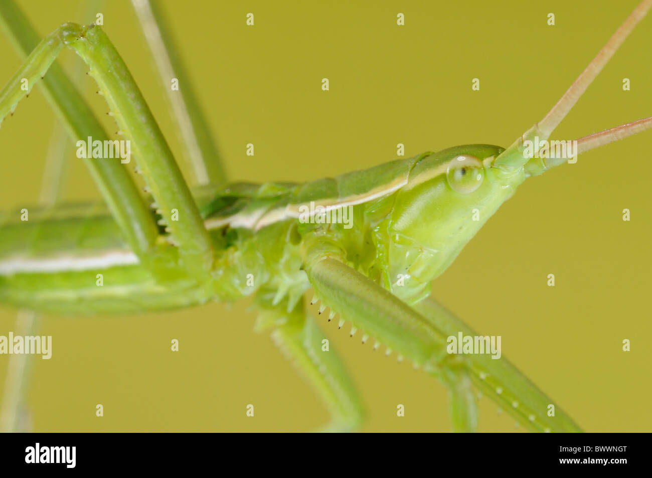 Arthropod Insects Invertabrae