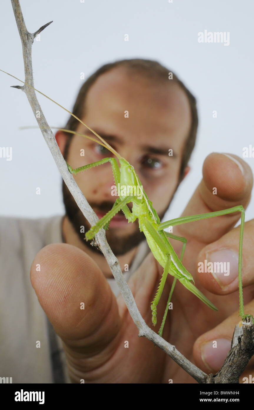 Insects Invertebrates Saga pedo invertebrate invertebrates animal ...