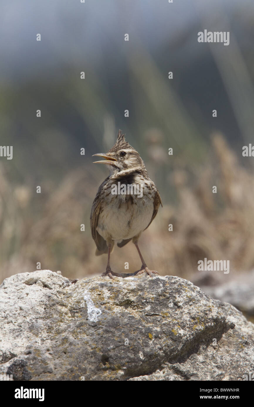Crested Lark singing Stock Photo - Alamy