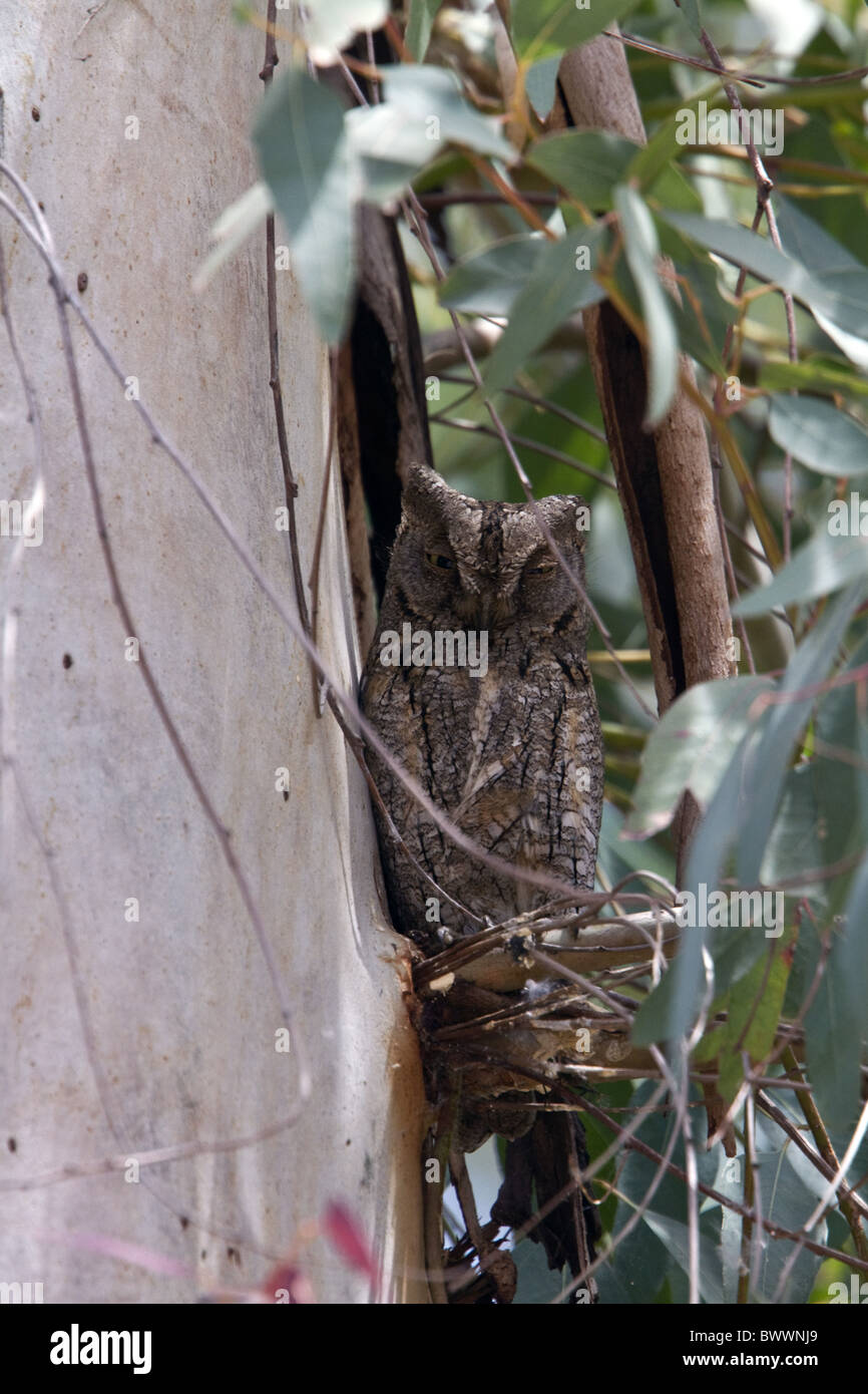 Resting Scops Owl Stock Photo - Alamy
