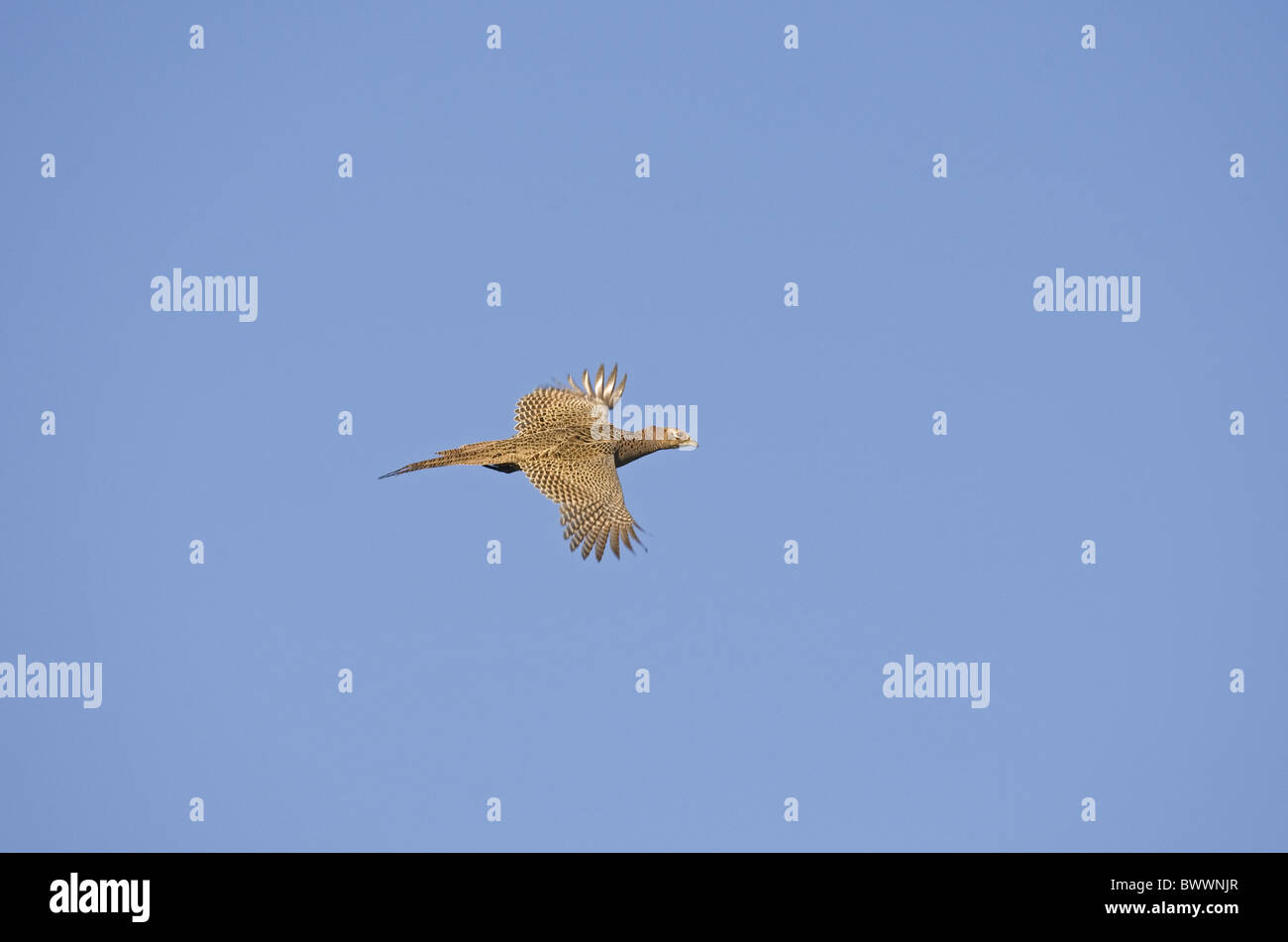 Common pheasant female hi-res stock photography and images - Alamy