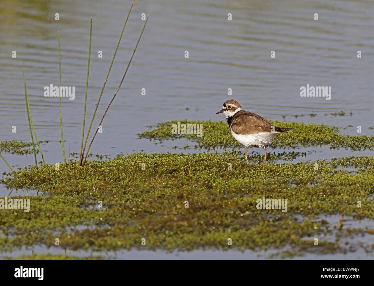 Little ringed Plover Stock Photo - Alamy