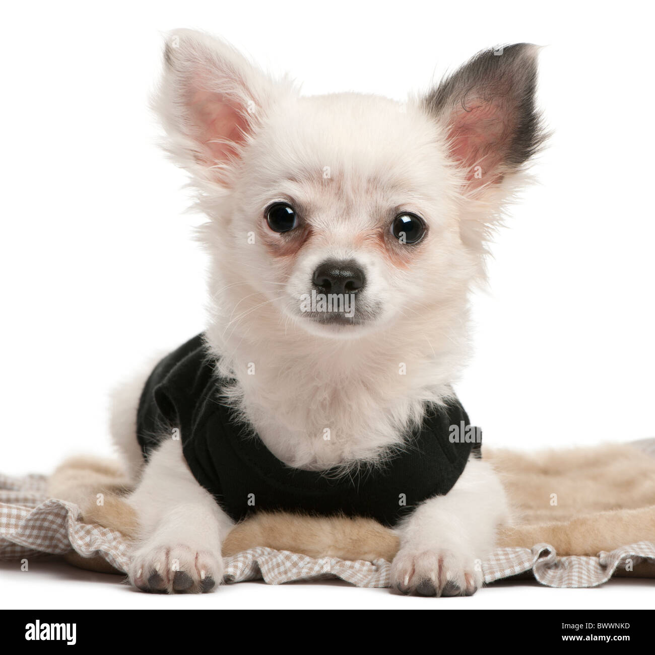 Chihuahua laying down Cut Out Stock Images & Pictures - Alamy