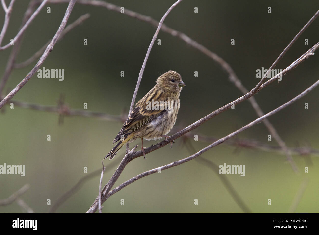 Female serin hi-res stock photography and images - Alamy