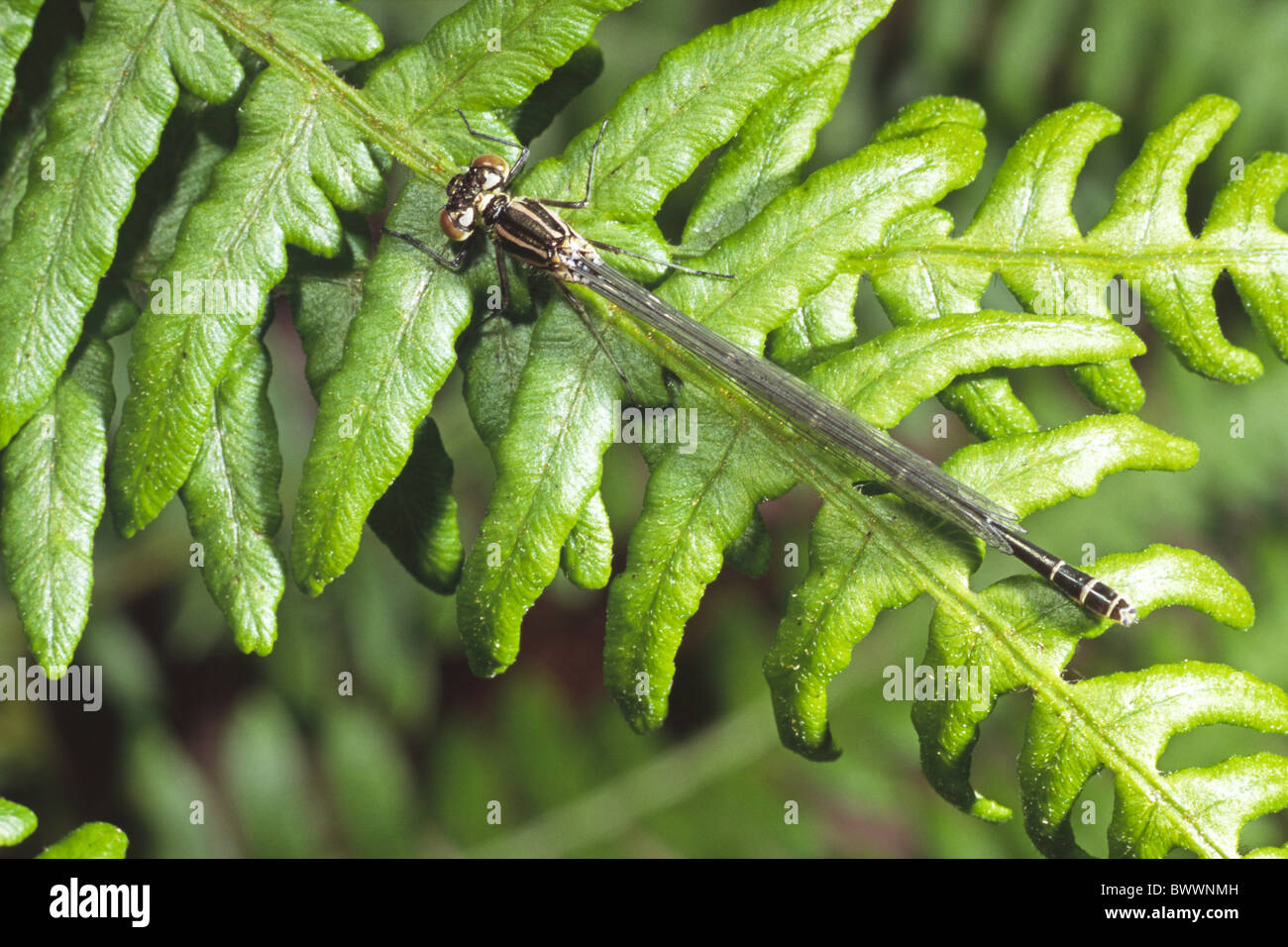 Coenagrion puella azure female insect bug nature natural wild wildlife ...
