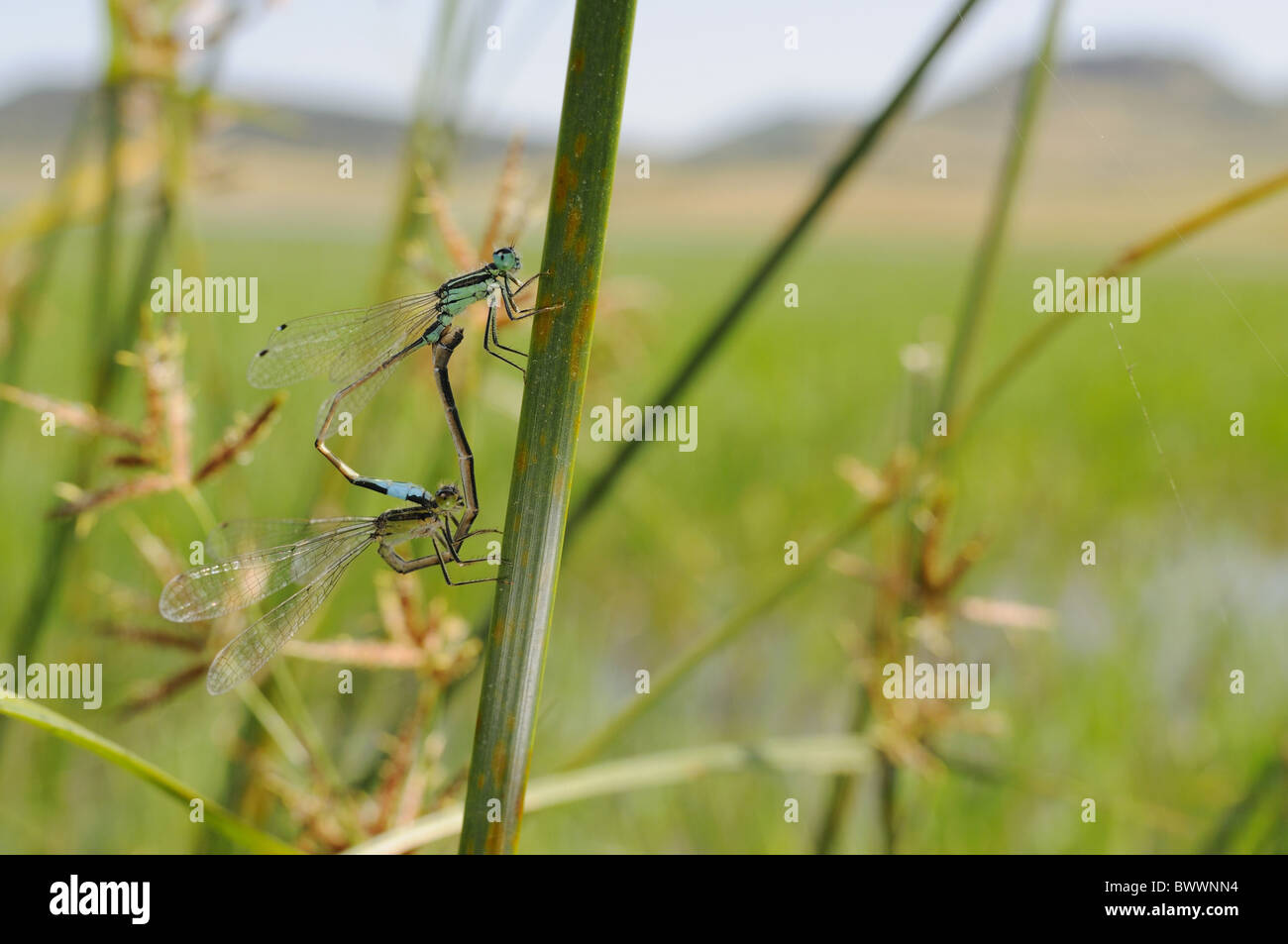 damselfly freshwater insect Invertebrates Ischnura genei Italy mating ...
