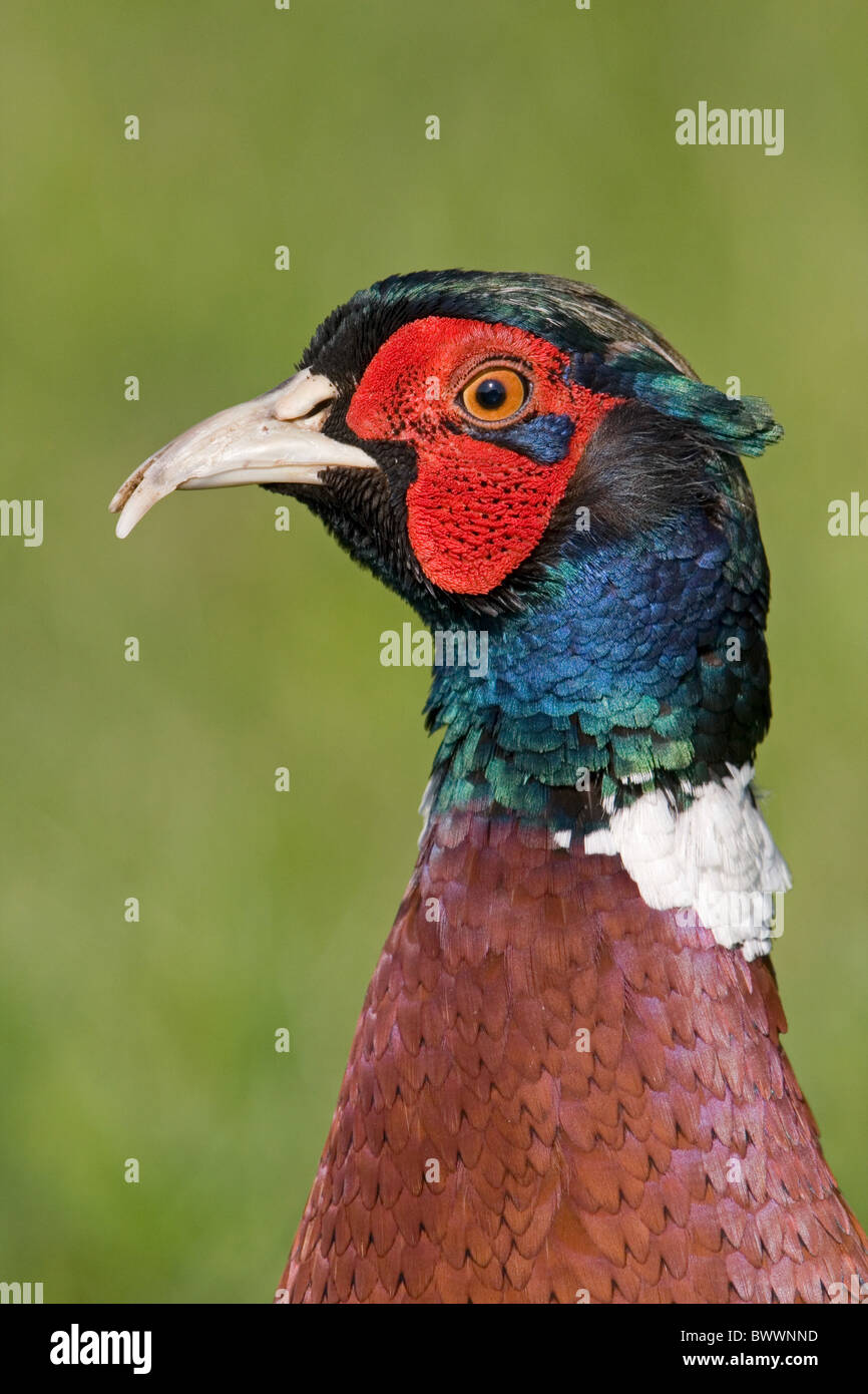 Common Pheasant (Phasianus colchicus) adult male, with forked beak ...