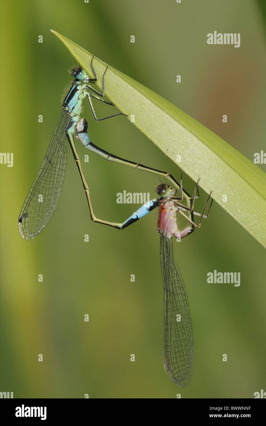 invertebrate invertebrates animal animals arthropod arthropods insect ...